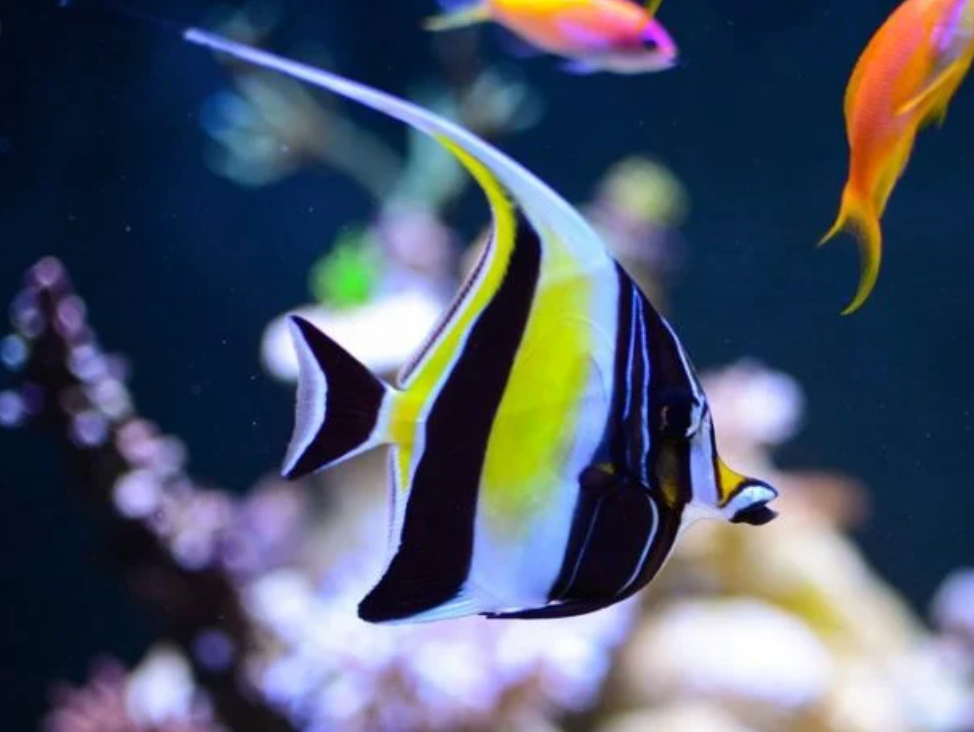 Misc Fish – Page 2 – Candy Corals