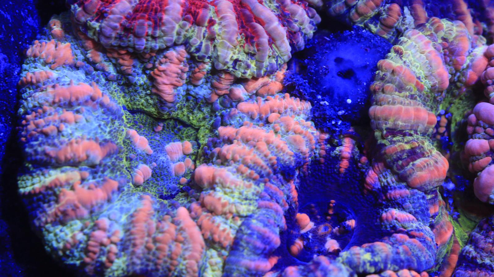 New Arrivals! – Page 2 – Candy Corals