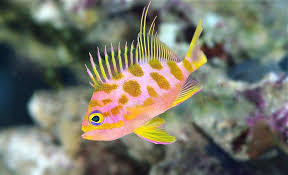 Anthias – Candy Corals