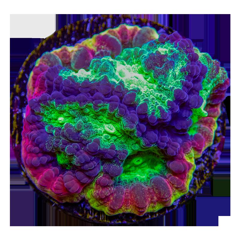Favia – Candy Corals