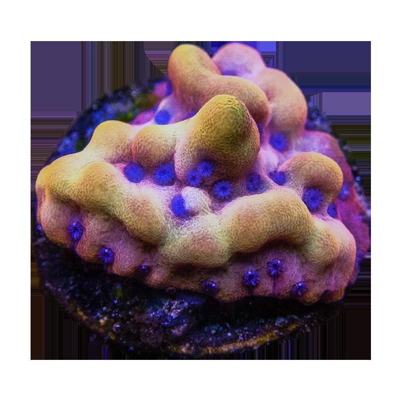Montipora – Candy Corals