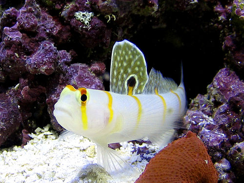 Goby – Candy Corals