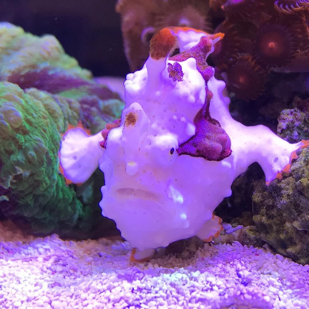 Anglerfish – Candy Corals