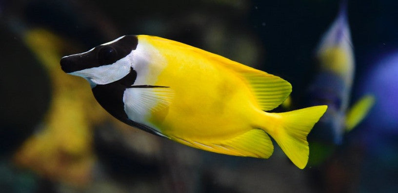 Foxface – Candy Corals