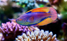 Wrasse – Candy Corals