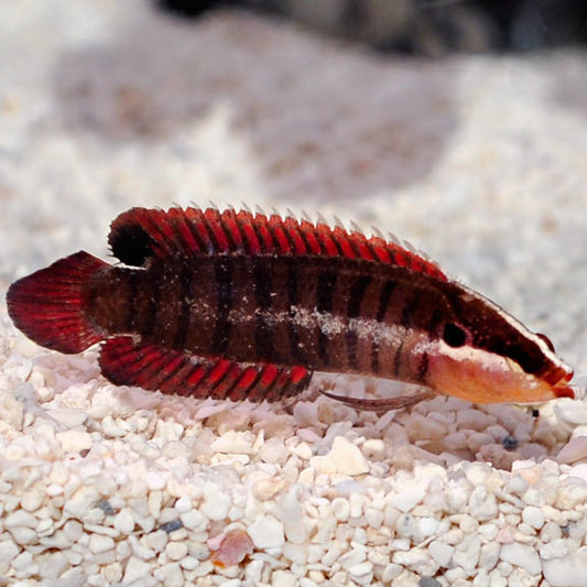 Dottybacks – Candy Corals