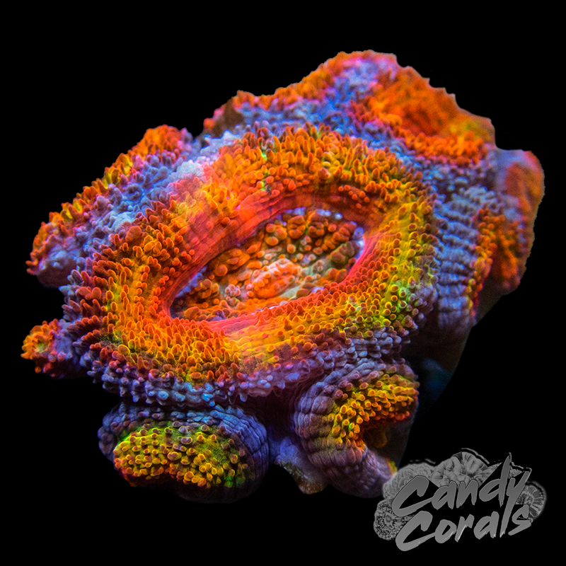 Assorted Single Polyp Ultra Rainbow Acan Lord - Various Patterns/Colou ...