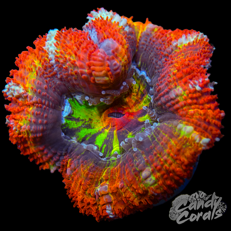 Fizzy Drink Rainbow Acan Lord Per Polyp – Candy Corals