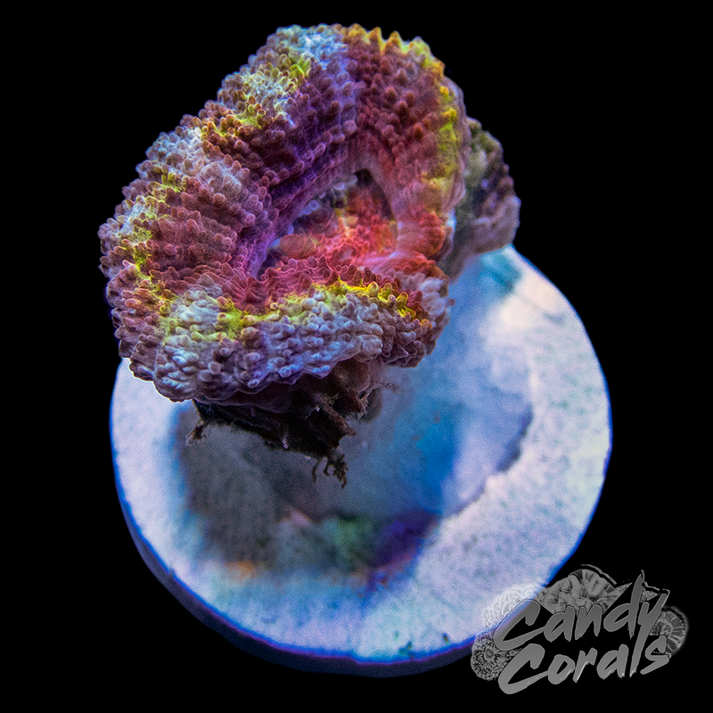 Assorted Single Polyp Ultra Rainbow Acan Lord - Various Patterns/Colou ...