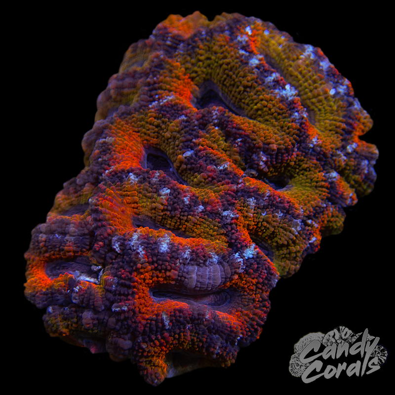 Ultra Acan Lord WYSIWYG 40 – Candy Corals