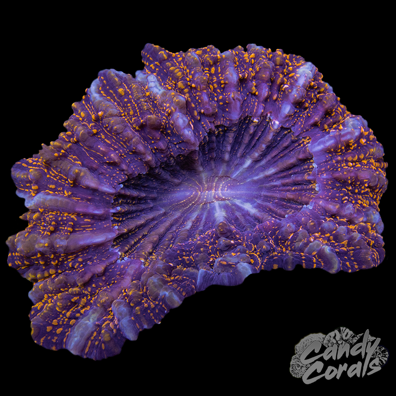 Ultra Rainbow Acanthophyllia WYSIWYG 88 – Candy Corals