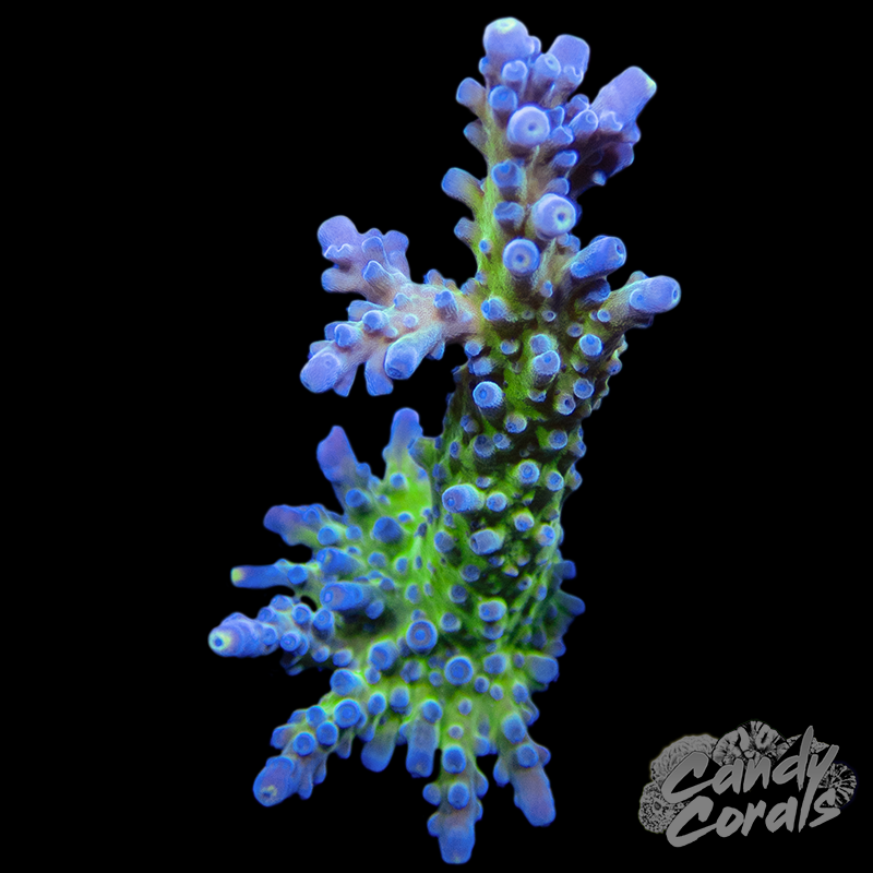 Cali Tort Acropora WYSIWYG 1 – Candy Corals