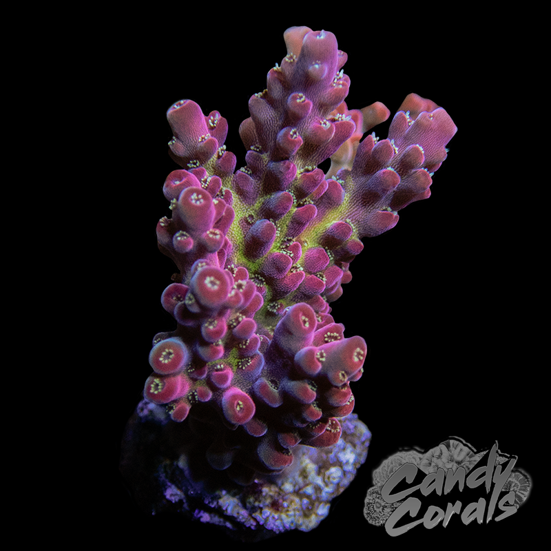 Cherry Blossom Acropora Sp. Frag A77 – Candy Corals