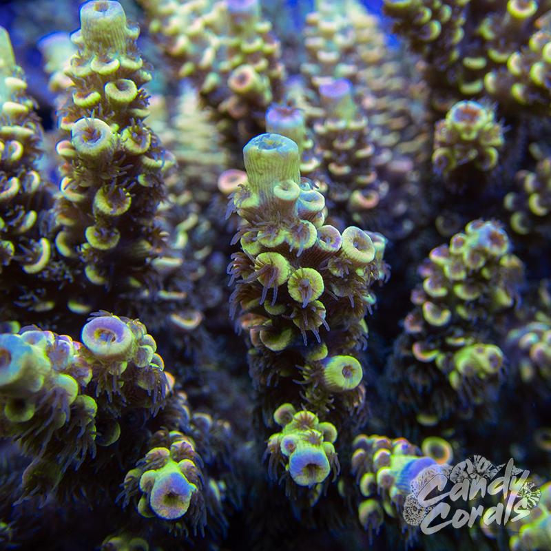 Fruit Loops Acropora Sp. Frag – Candy Corals