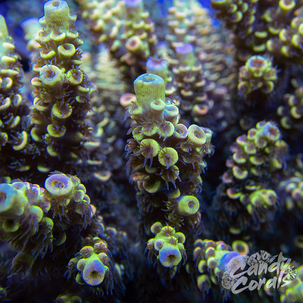 Fruit Loops Acropora Sp. Frag – Candy Corals