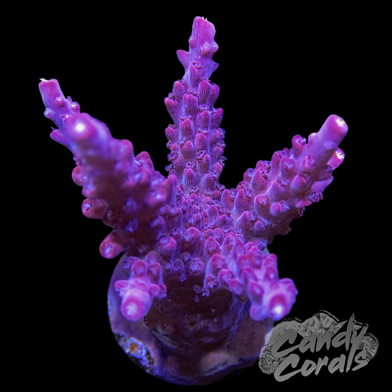 RR Red Diablo Acropora Sp. Frag A39 – Candy Corals