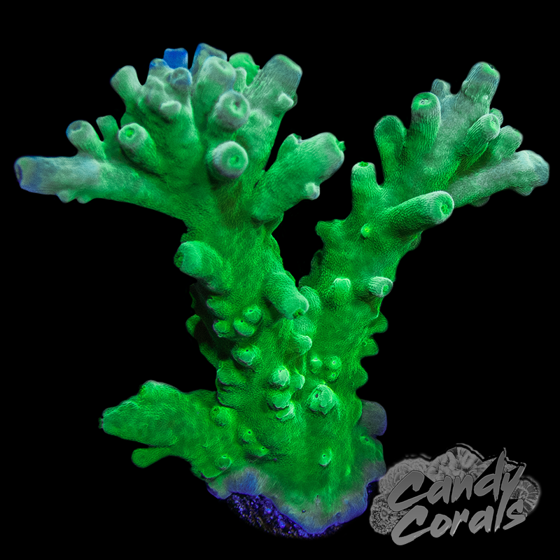 Green Tort Acropora Tortuosa Frag A82 – Candy Corals