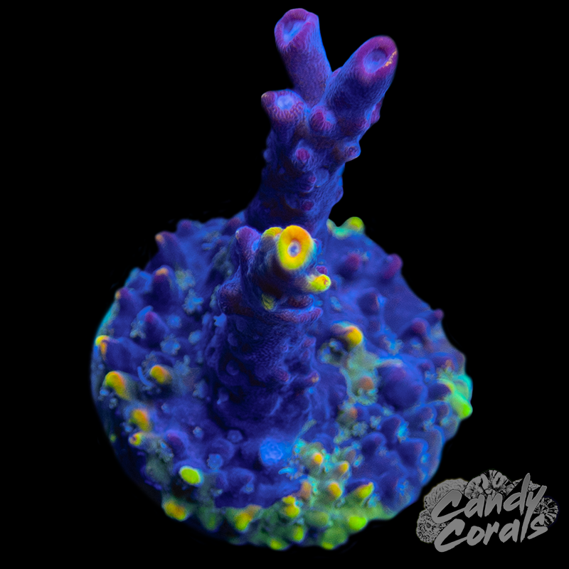 Secret Identity Grafted Acropora Sp. Frag A96 – Candy Corals