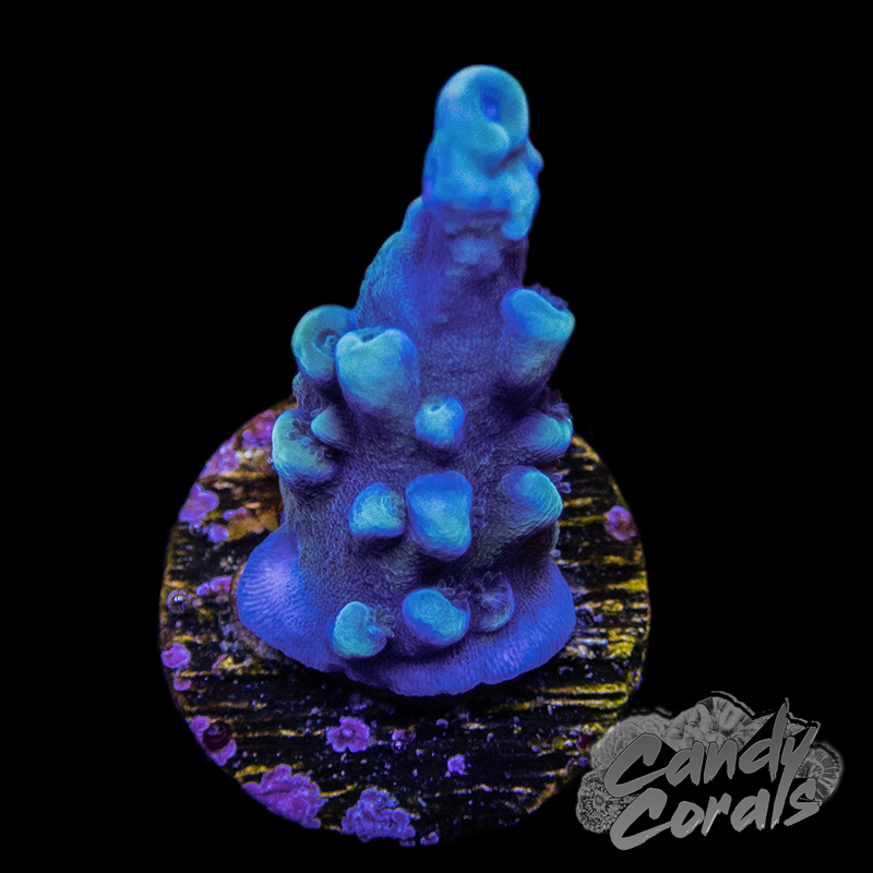 Oregon Tort Acropora Tortuosa Frag – Candy Corals