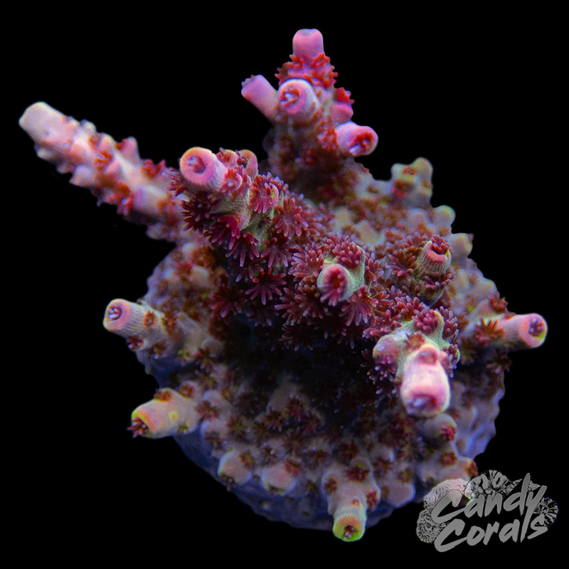 Red Planet Acropora Sp. WYSIWYG 1 – Candy Corals