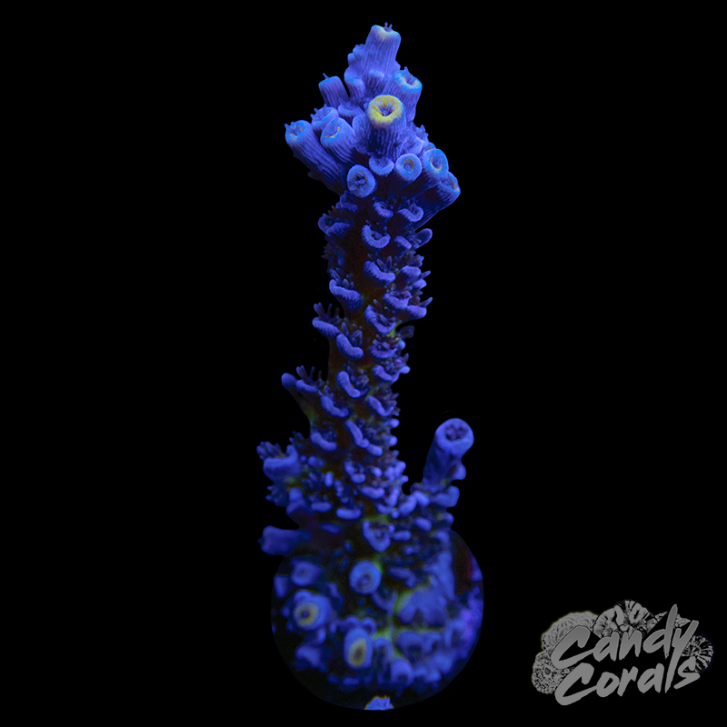 TSA Sin City Acropora Sp. WYSIWYG 1 – Candy Corals