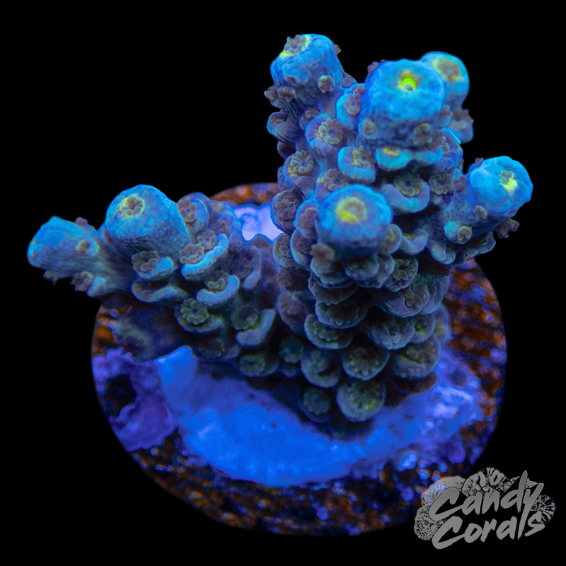 Blue Acropora Tenuis Frag A104 – Candy Corals