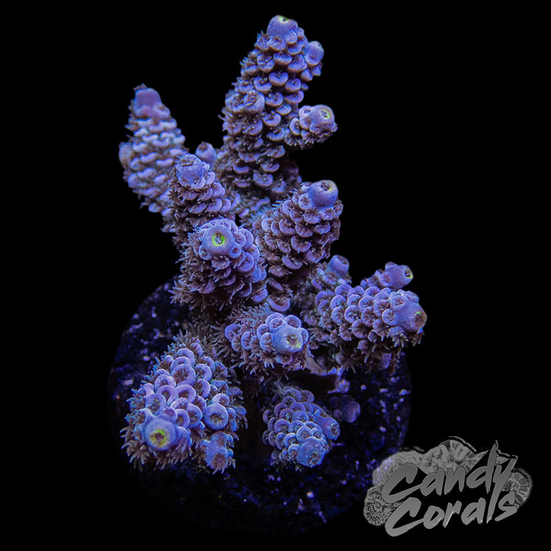 Small Blue Acropora Sp. Colony – Candy Corals