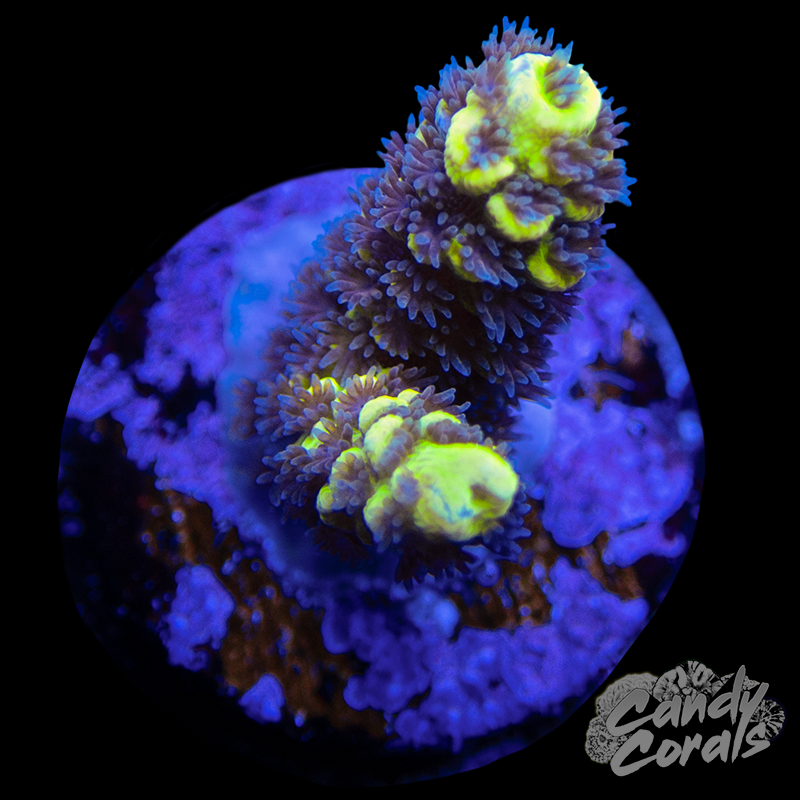 Bk Chem Fruit Loops Acropora Sp. Frag A26 – Candy Corals