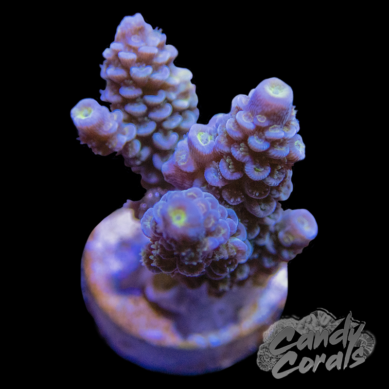Acropora – Candy Corals