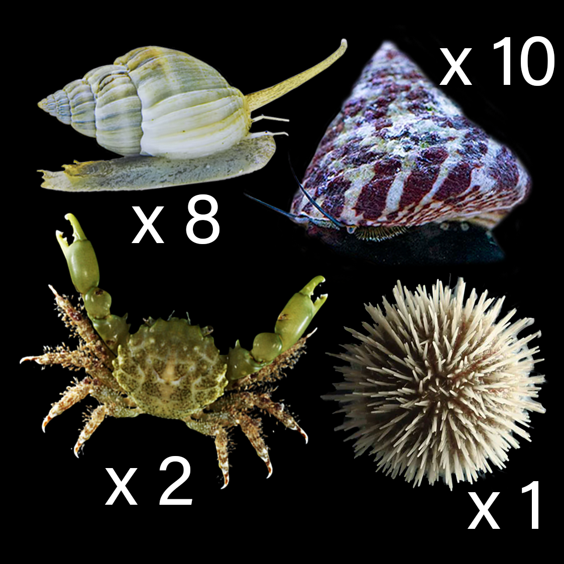 Algae Clean Up Crew Pack (Large 90 - 180+ Gallons) – Candy Corals