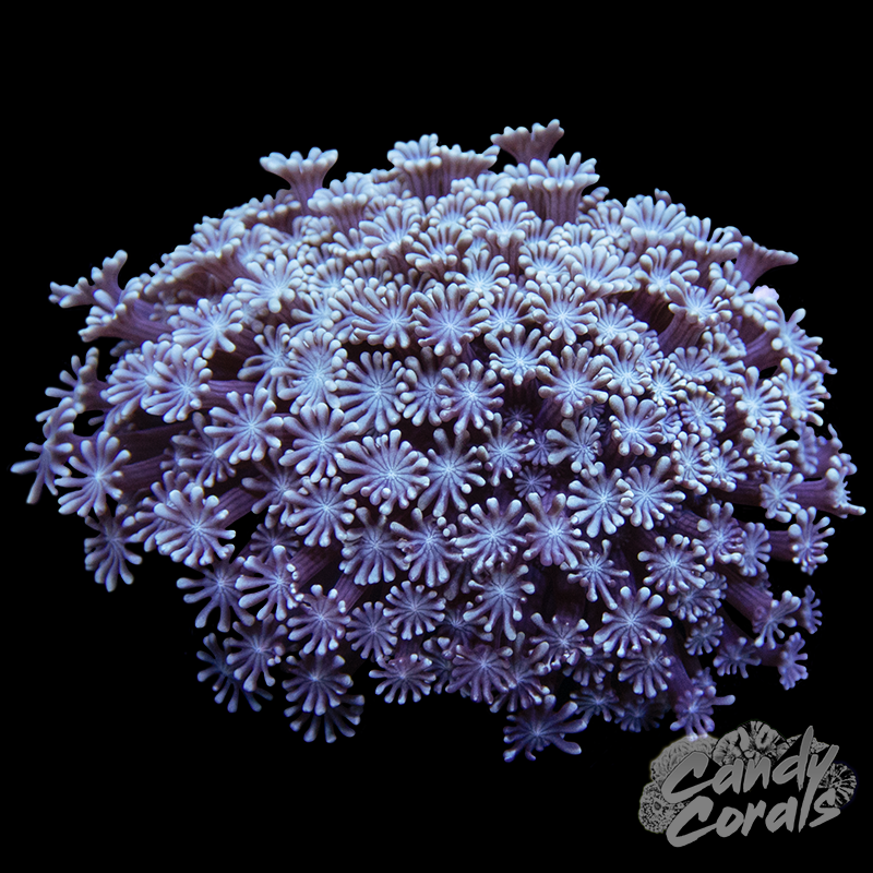 Small Pink Alveopora Colony WYSIWYG 1 – Candy Corals