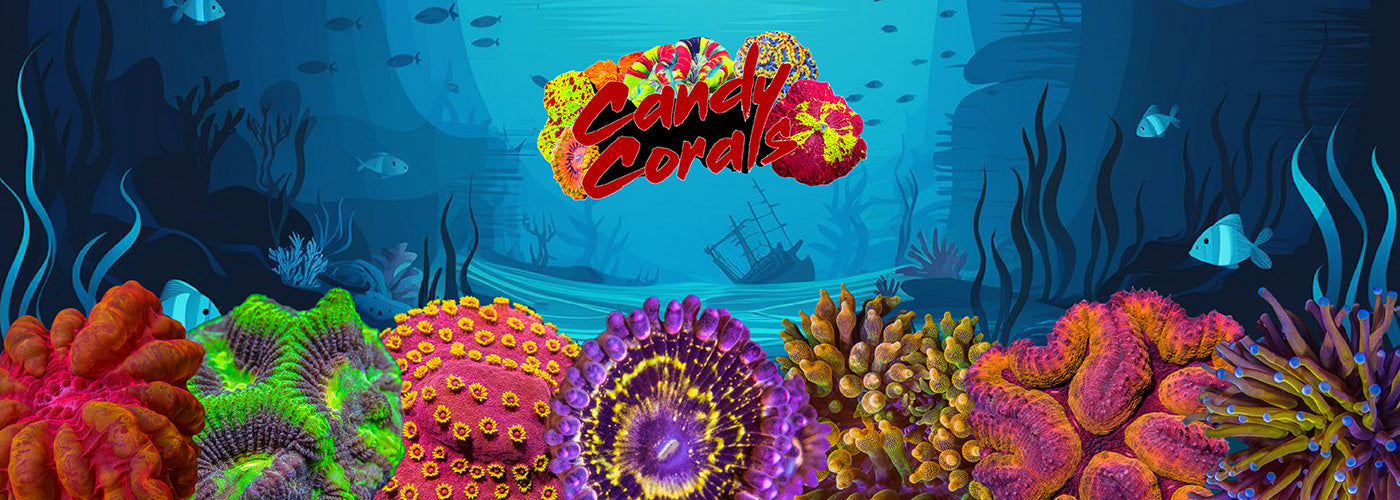 Best Reef Store In Canada | Corals Fishes For Sale At Candy Corals