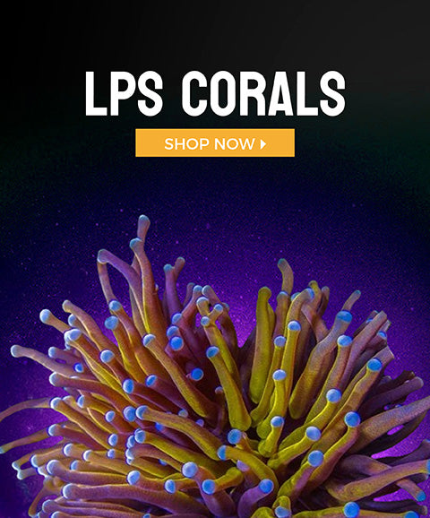 Best Reef Store In Canada | Corals Fishes For Sale At Candy Corals
