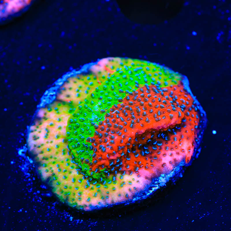Danger Zone Grafted Montipora Frag M14 – Candy Corals