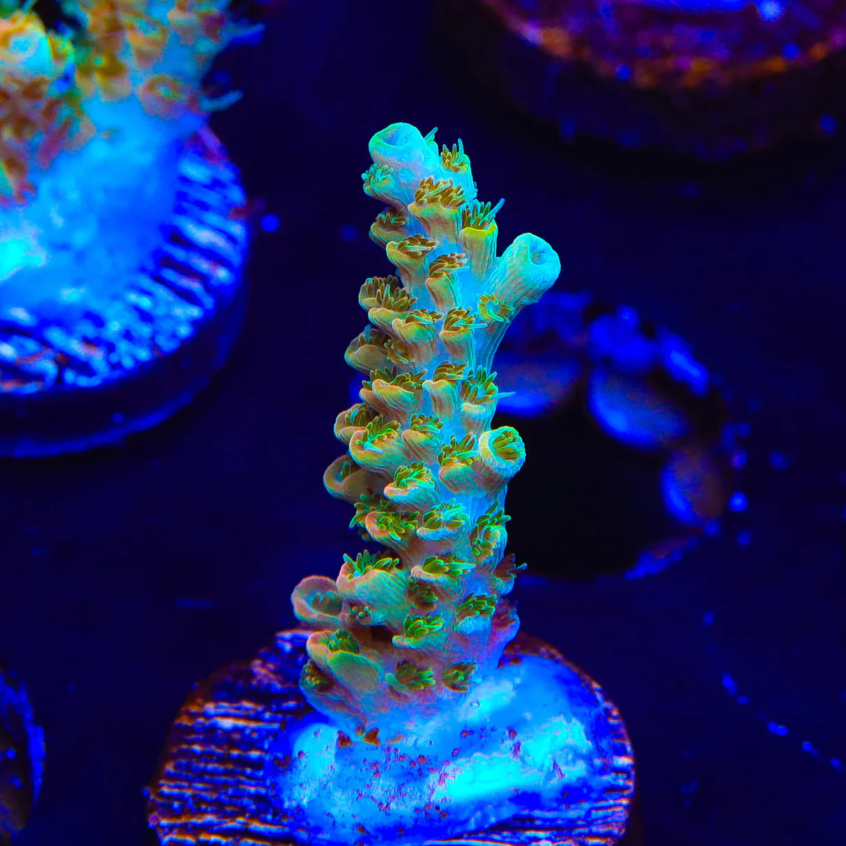 TSA Bill Murray Acropora Sp. Frag – Candy Corals