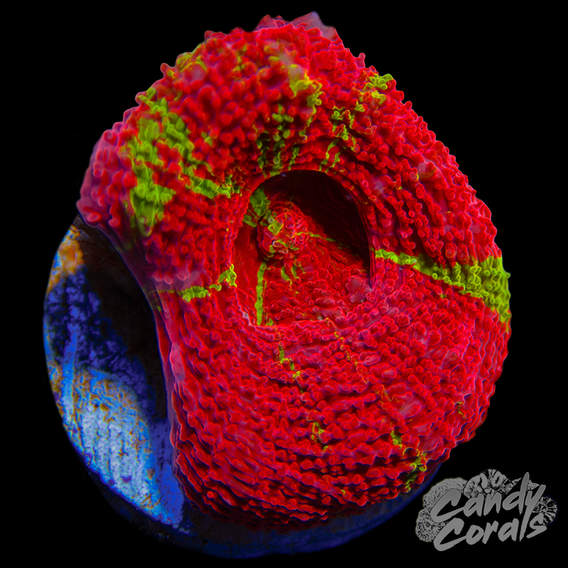 Bleeding Apple Acan Bowerbanki WYSIWYG 6 – Candy Corals