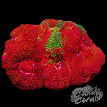Bowerbanki – Candy Corals