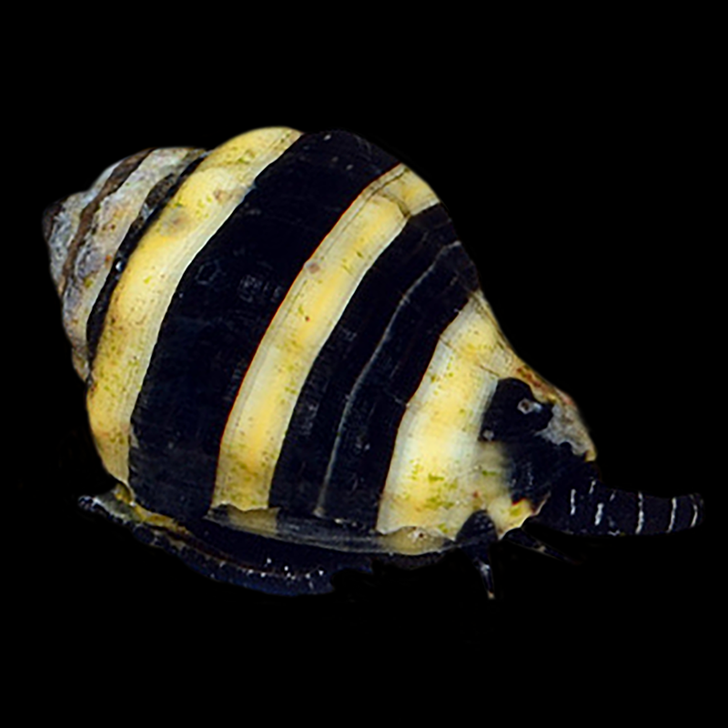 Bumble Bee Snail – Candy Corals