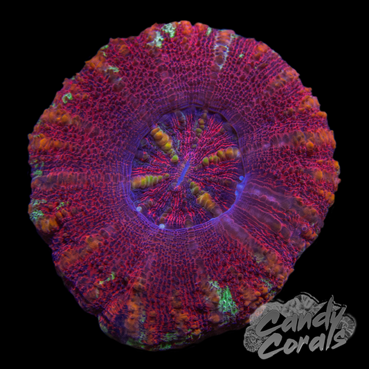 Scolymia – Page 4 – Candy Corals