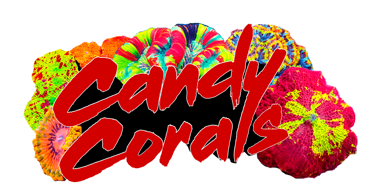 Best Reef Store In Canada | Corals Fishes For Sale At Candy Corals