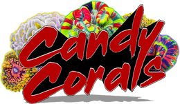 Clownfish – Candy Corals