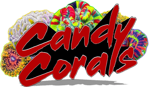 Anthias – Candy Corals