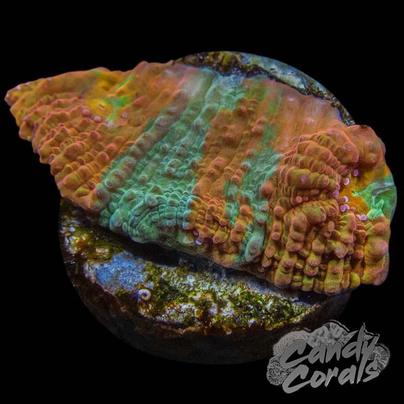 Chalice – Page 2 – Candy Corals