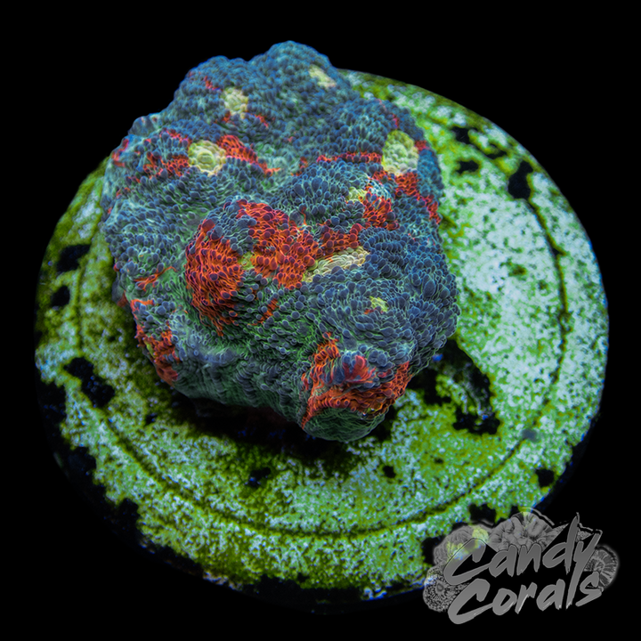 Chalice – Candy Corals