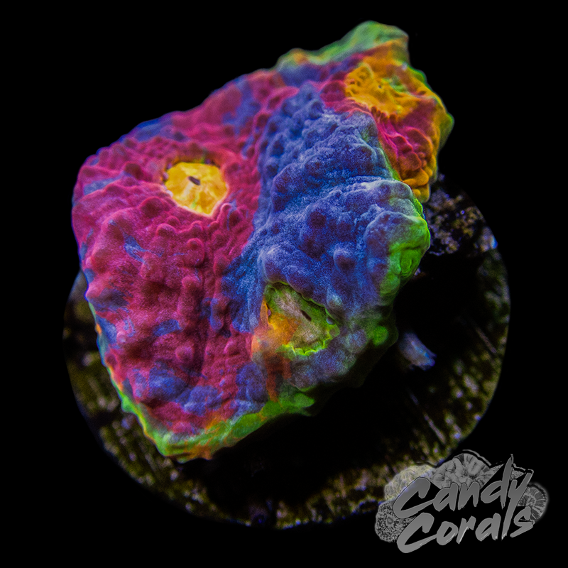 Chalice – Page 2 – Candy Corals