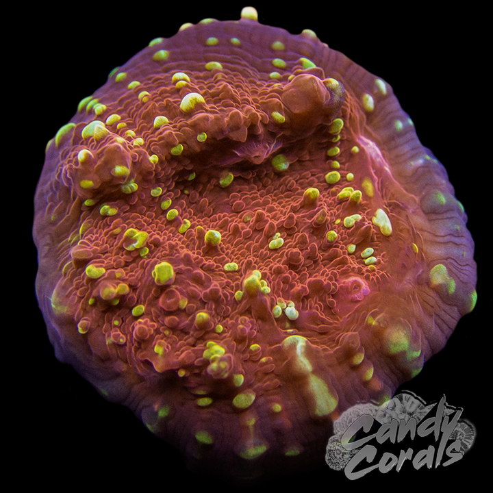 Chalice – Candy Corals