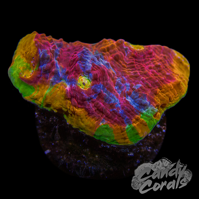 Chalice – Candy Corals