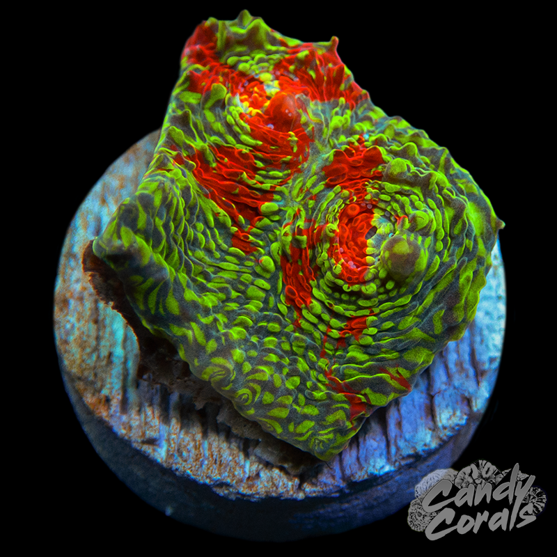 Glowstix Ultra Rainbow Chalice Frag – Candy Corals