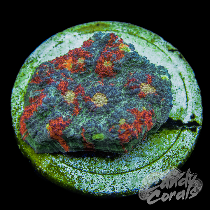 Chalice – Candy Corals