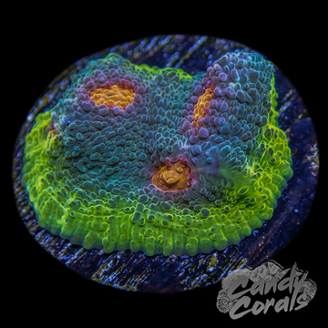 Chalice – Candy Corals